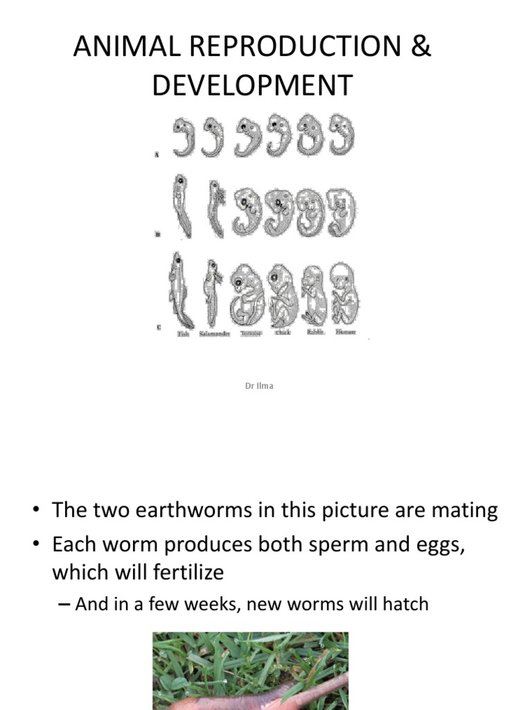 Topic 16 Animal Reproduction | PDF | Menstrual Cycle | Luteinizing Hormone