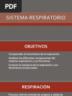 Músculos Constrictor y Rafe Faríngeo | PDF | Cabeza y cuello humanos ...