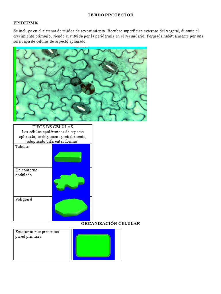 Tejido Protector | PDF | Hoja | Eucariotas