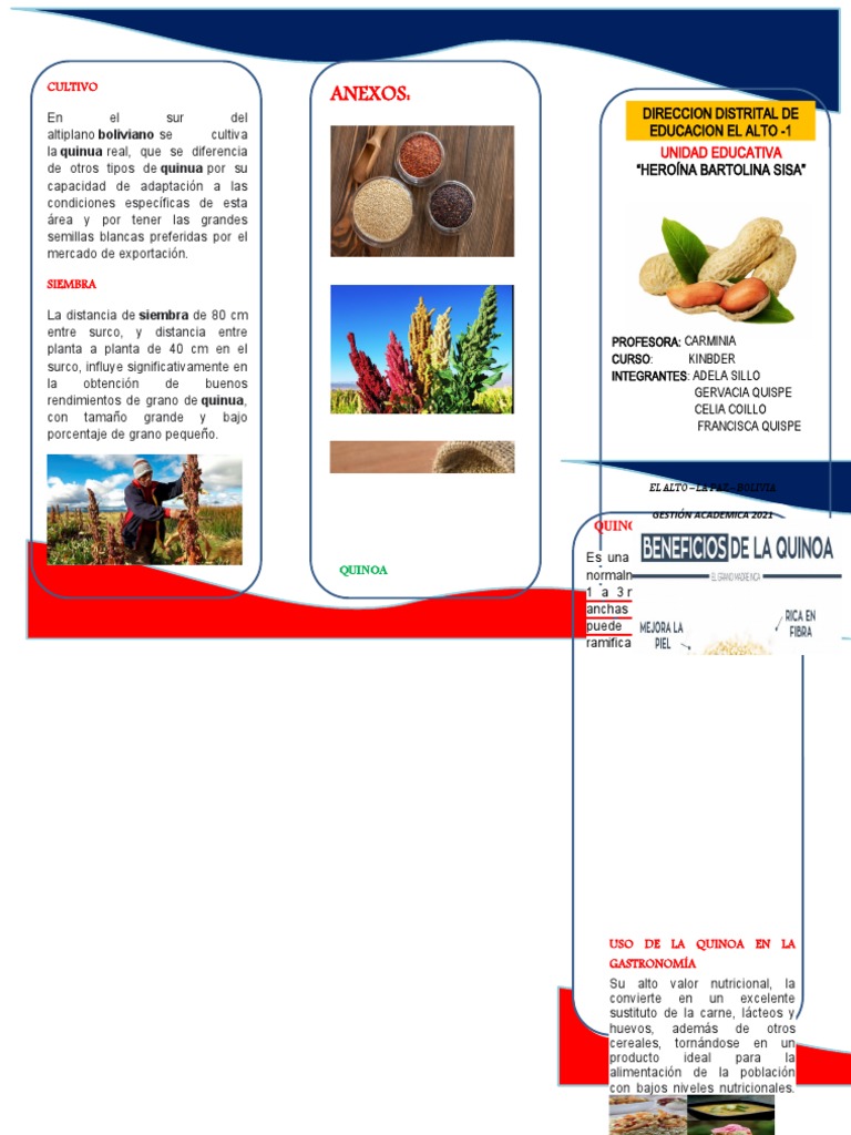 Triptico de La Quinoa | PDF | Quinua | Industria de alimentos