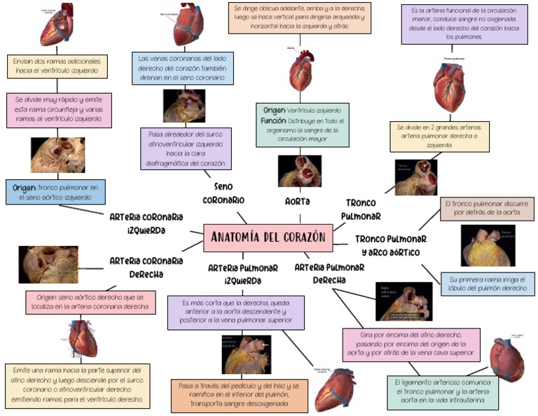 Mapa Mental Anatomia Del Corazón | PDF | Aorta | Corazón