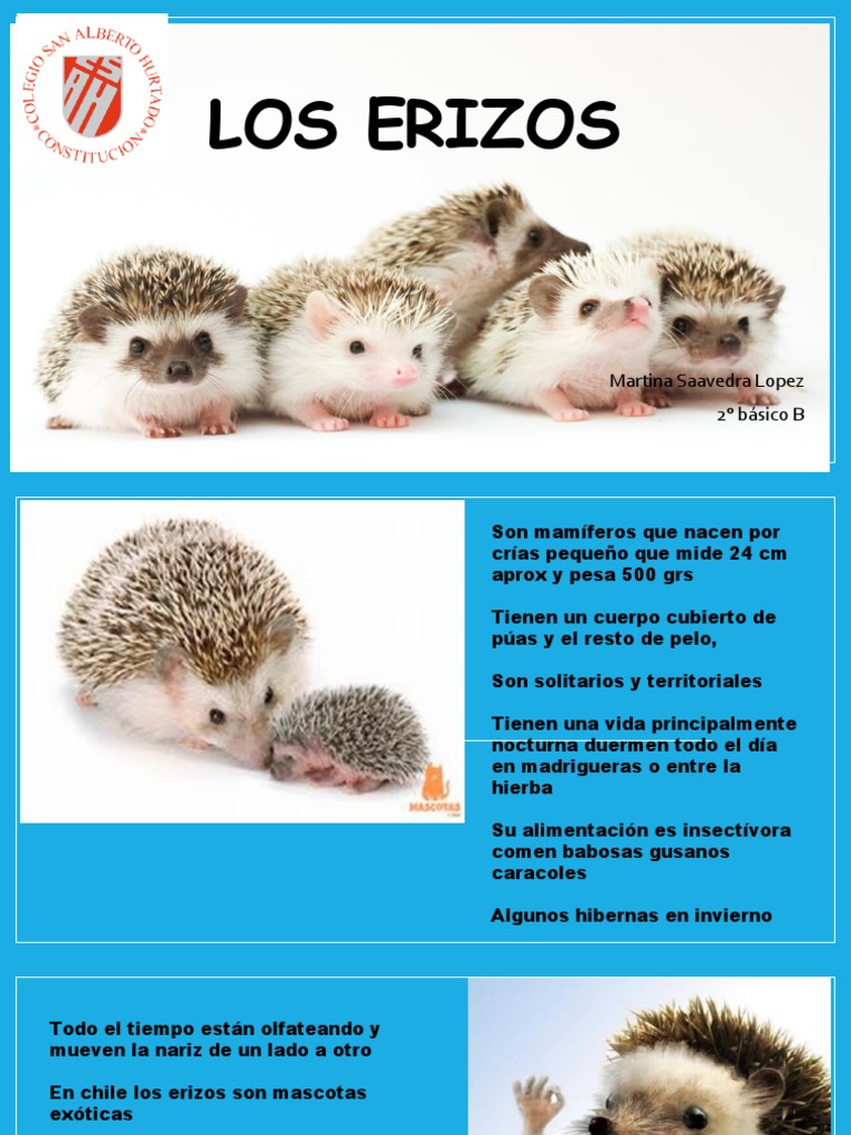 Los Erizos | PDF