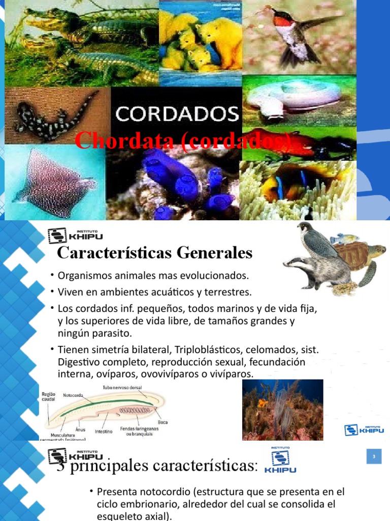 Condrictios 2021 | PDF | Vertebrados | Zoología
