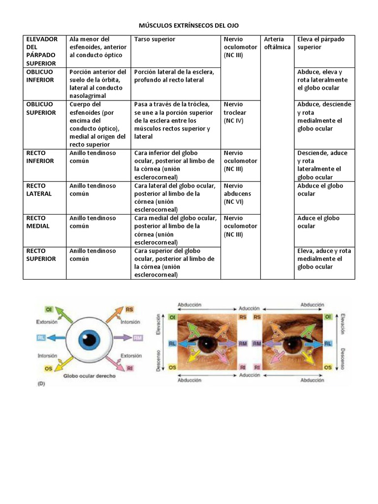 Músculos Extrínsecos Del Ojo | PDF | Ojo | Ojo humano