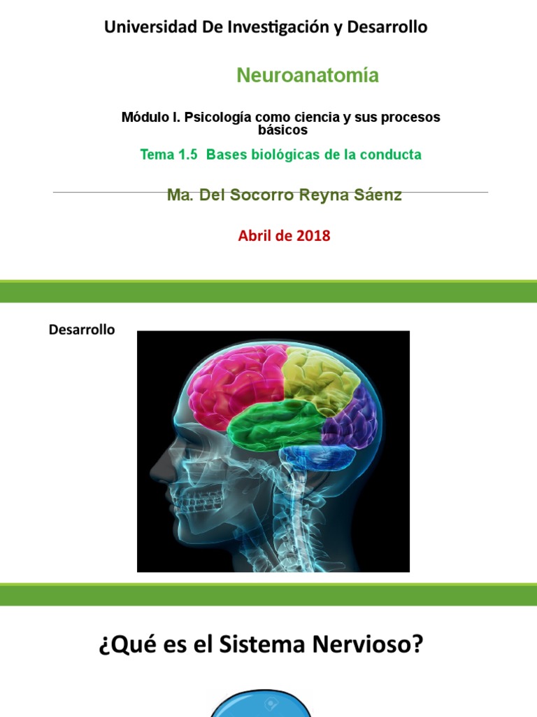 Sistema Nervioso | PDF | Hemisferio cerebral | Médula espinal