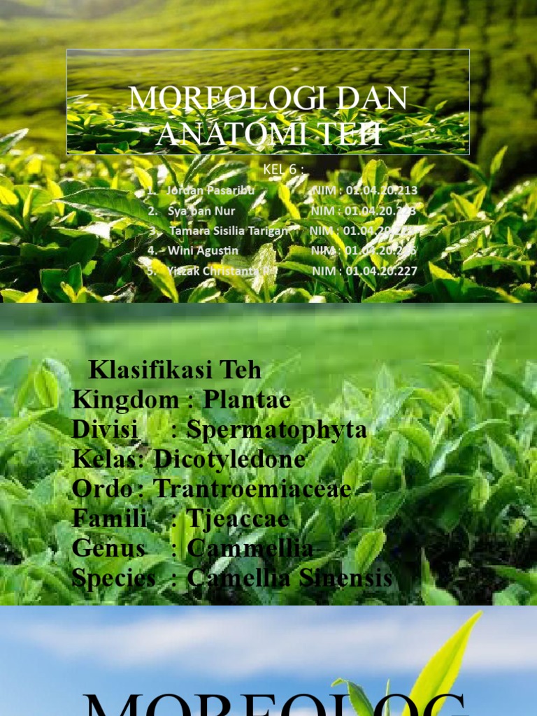 Morfologi Dan Anatomi Teh | PDF