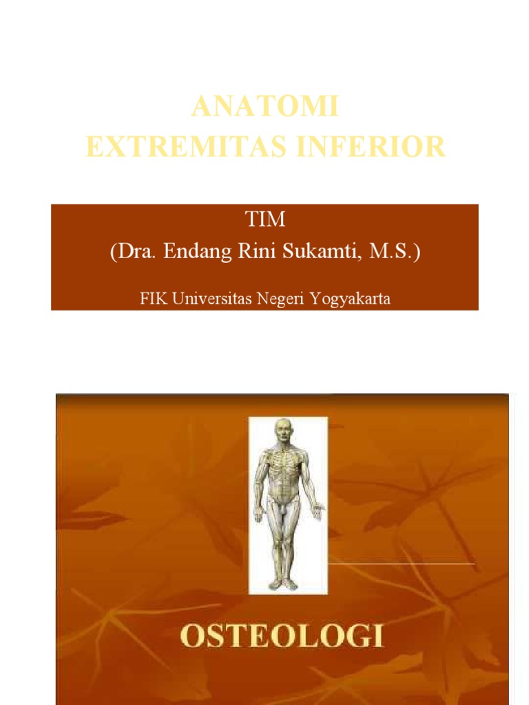 Anatomi-EXTREMITAS INFERIOR | PDF | Lower Limb Anatomy | Soft Tissue