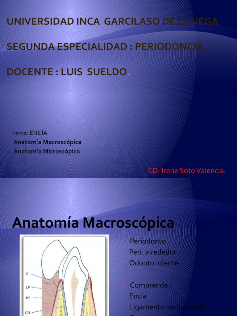Anatomia Macro y Micro Encia | PDF | Zoología | Anatomia dental