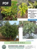Partes y morfología de la zanahoria | PDF | Trigo | Plantas