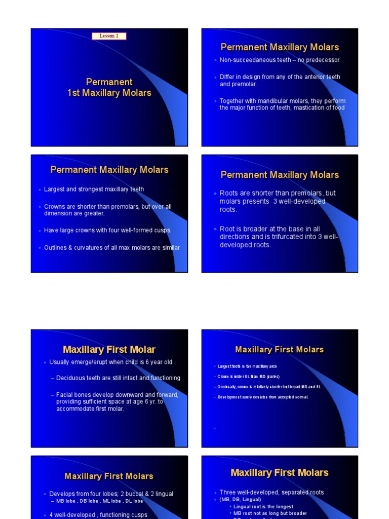 Mod 8 L1 Maxillary 1st Molars | Download Free PDF | Dentistry Branches ...