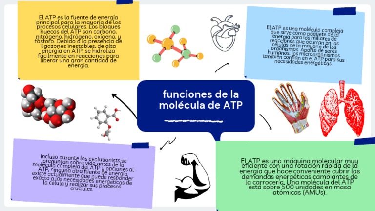 Funciones de La Molécula de ATP | PDF