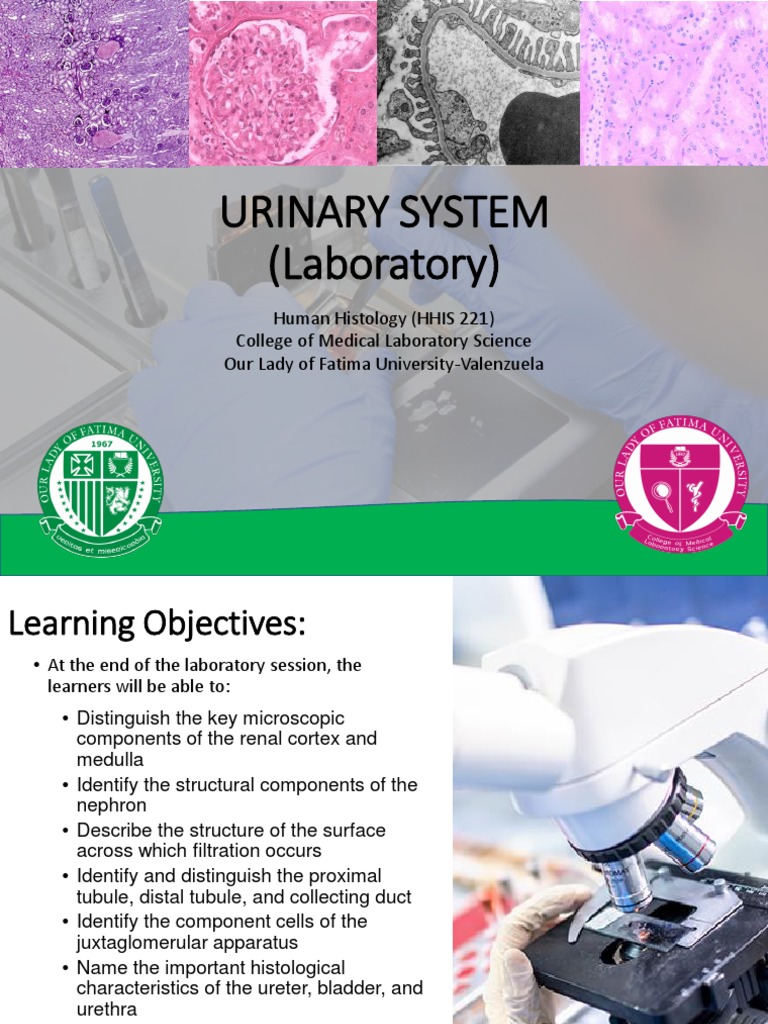 Hhis221 Lab - Urinary System | PDF | Kidney | Urinary System