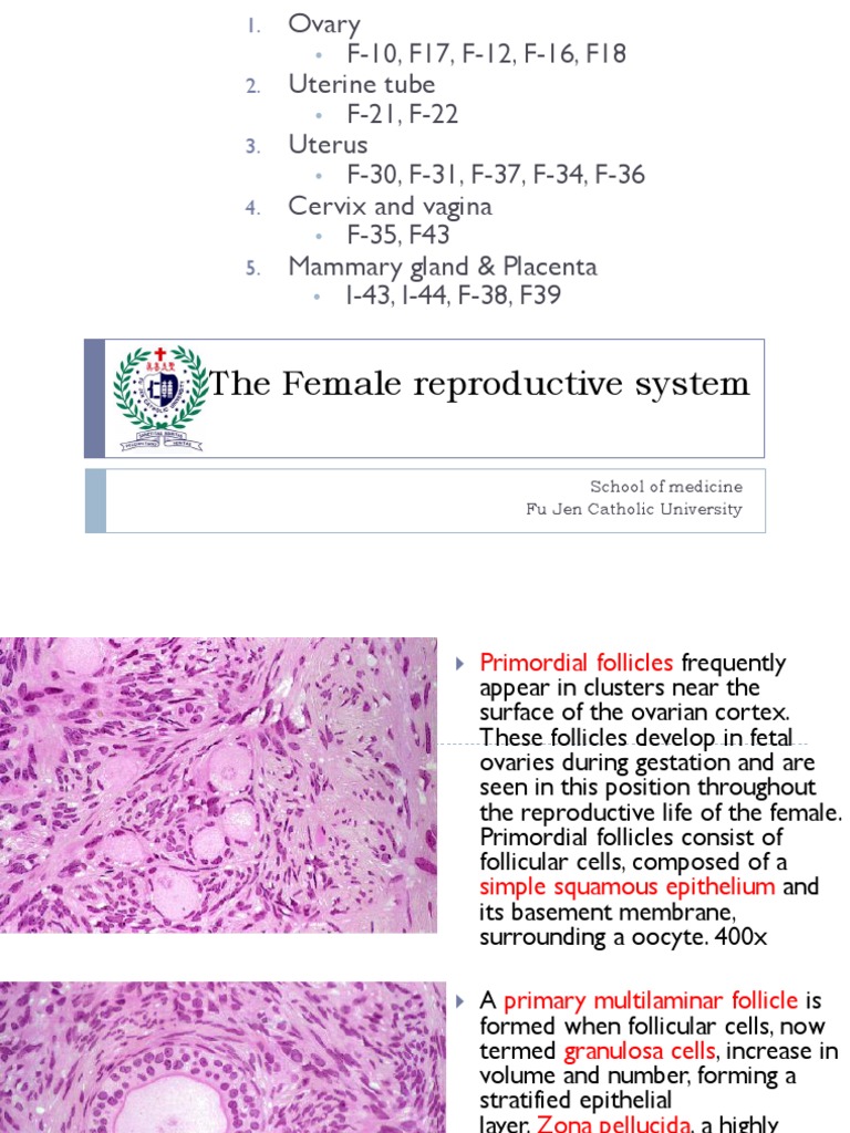 Female Reproductive System Lab-2021 | PDF | Ovary | Menstrual Cycle