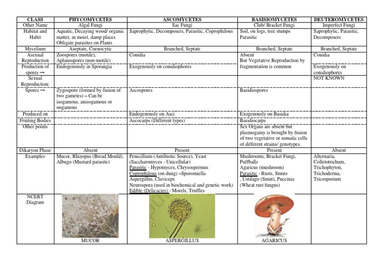 Fungi Classes Chart | PDF | Fungus | Mycology