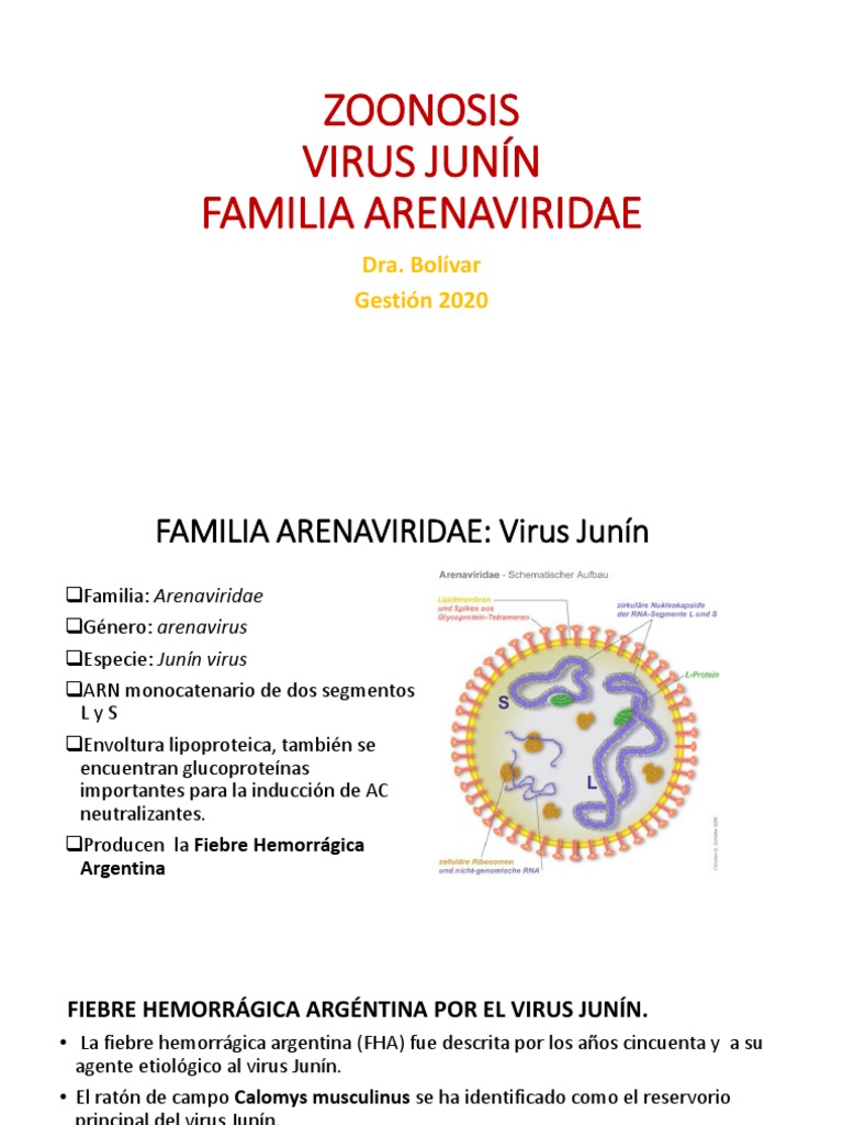 Virus Junín y Fiebre Hemorrágica Argentina | PDF | Virus | Virología