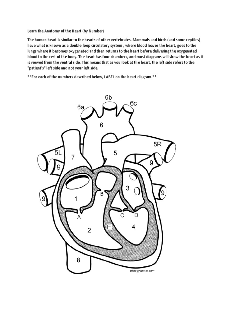 Learn The Anatomy of The Heart | PDF | Heart | Atrium (Heart)