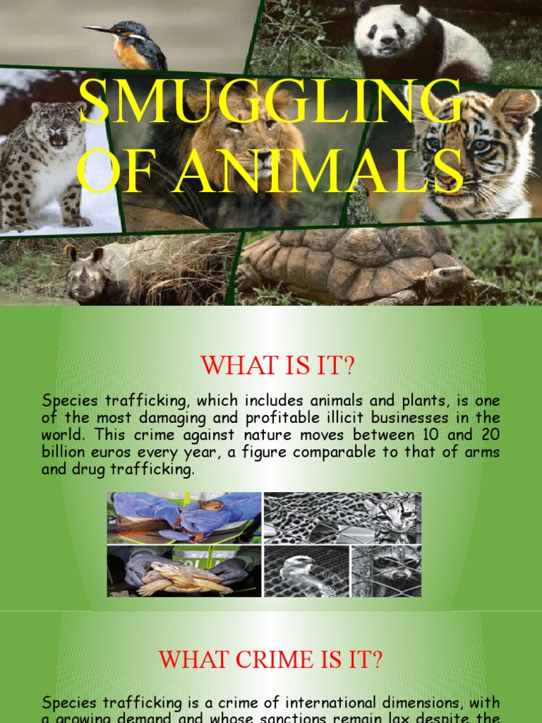Smuggling of Animals | PDF