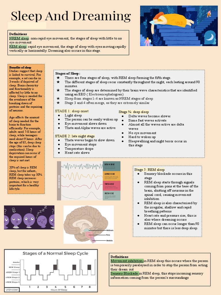 Psychology - Sleep Stages | PDF | Sleep | Rapid Eye Movement Sleep