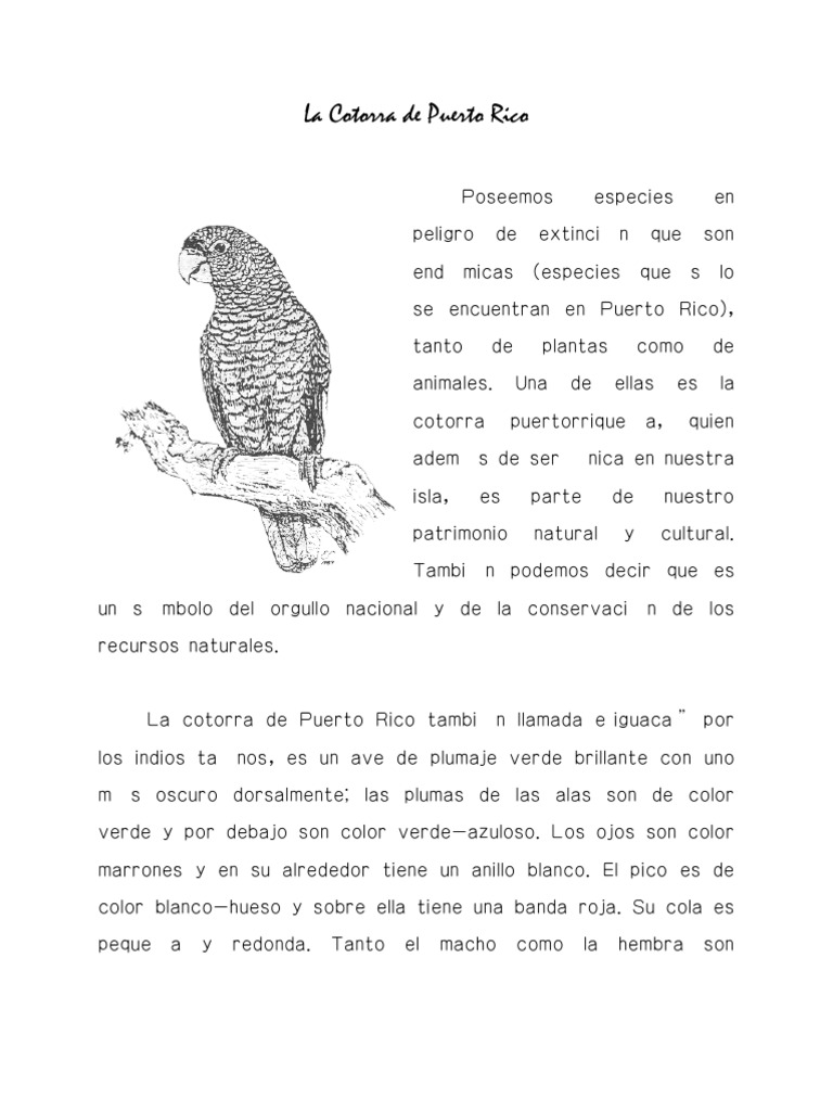 La Cotorra de Puerto Rico | PDF | Los bosques | Aves