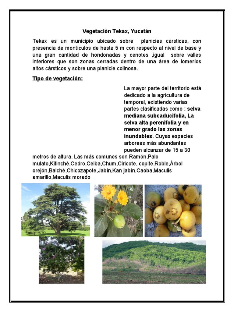Vegetación y ecosistemas en Tekax, Yucatán | PDF | Selva | Campeche