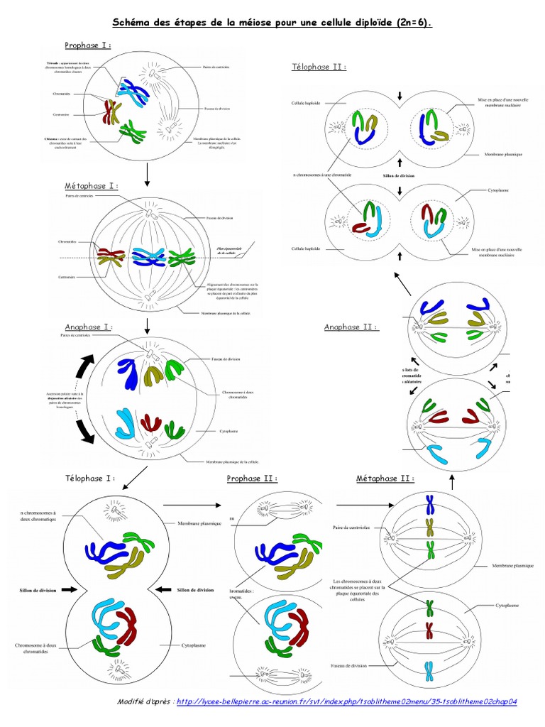 Schema Meiose 2n6 | PDF