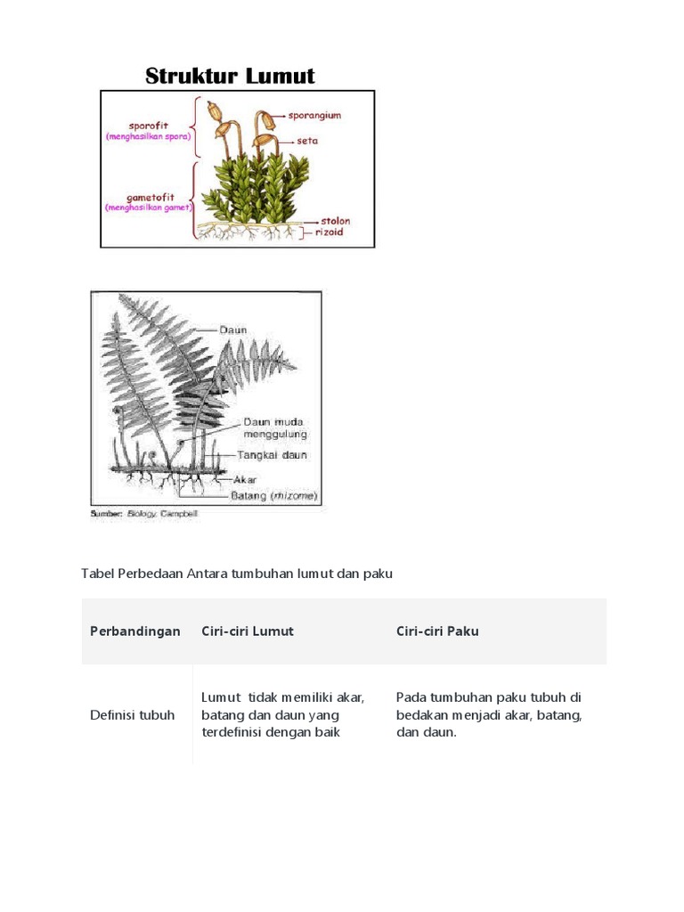 Tabel Perbedaan Antara Tumbuhan Lumut Dan Paku | PDF