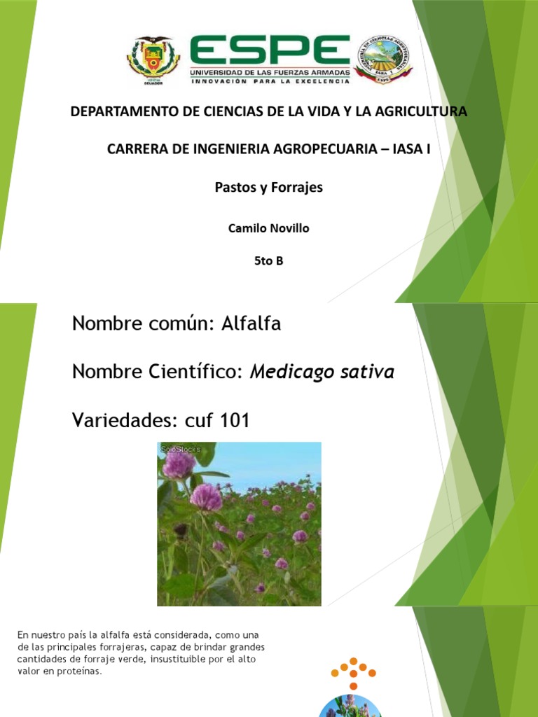 Alfalfa CUF-101: Cultivo y Rendimiento | PDF | Alfalfa | Plantas