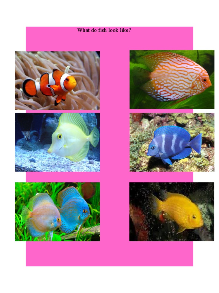 Tropical Fish Appearance Guide | PDF