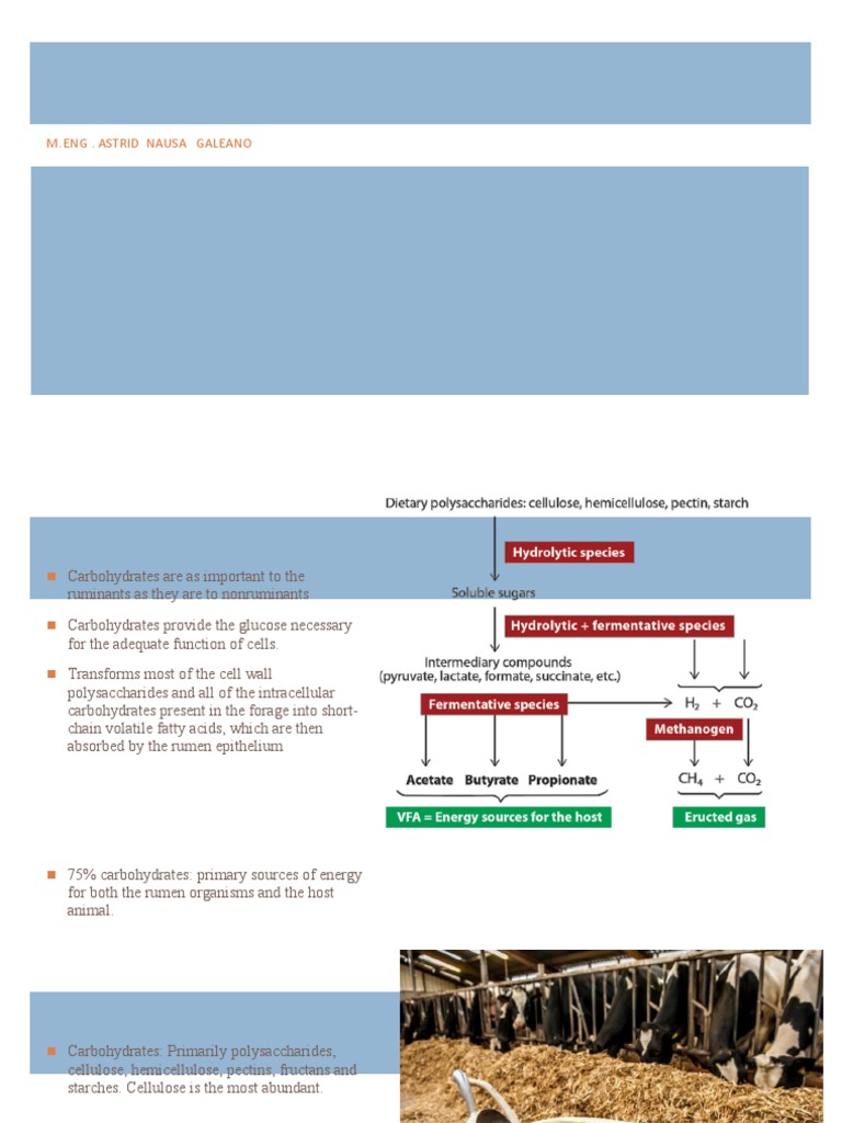 Ruminant | PDF | Ruminant | Fermentation