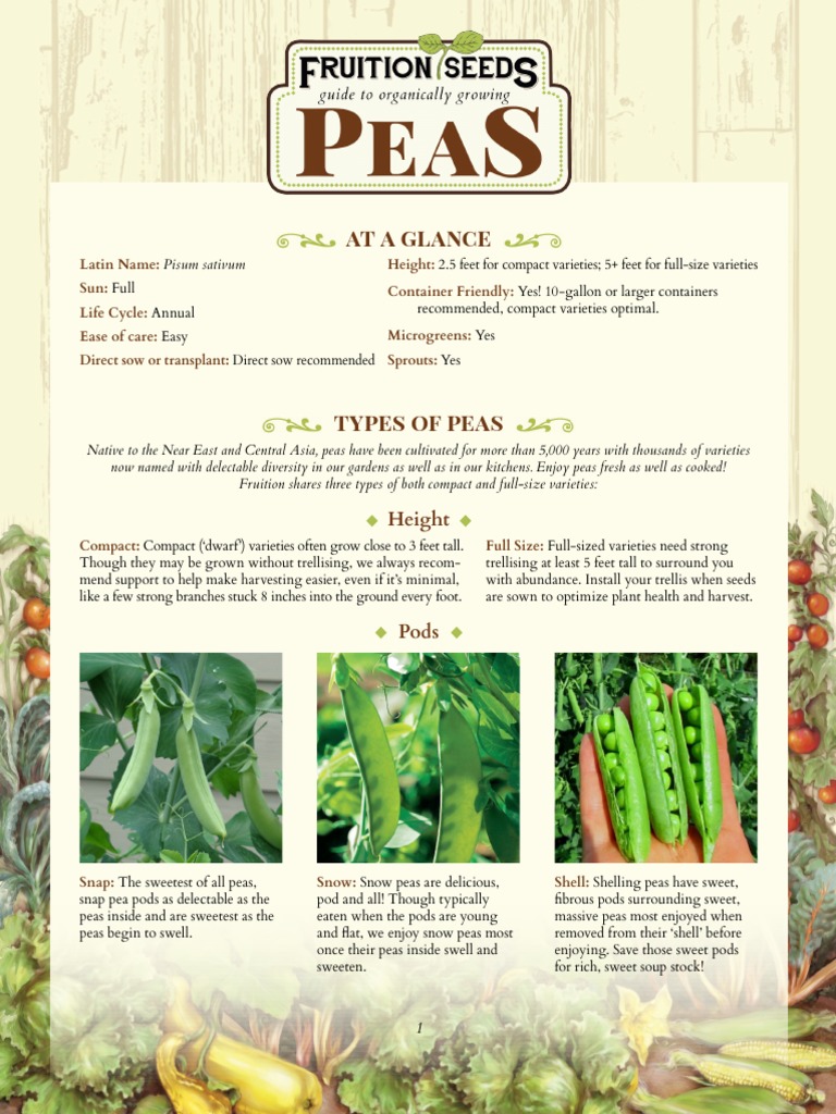 Growing Guide Peas | PDF | Legume | Pea