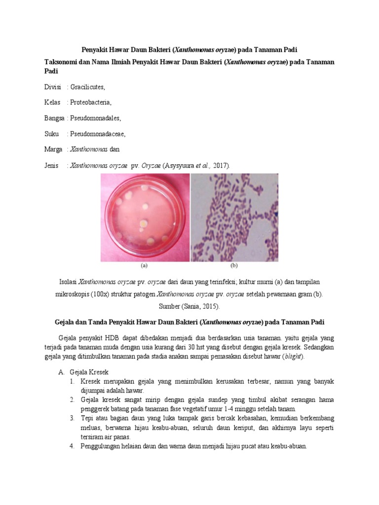 Laporan - HPPT - (Xanthomonas Oryzae) Pada Tanaman Padi | PDF