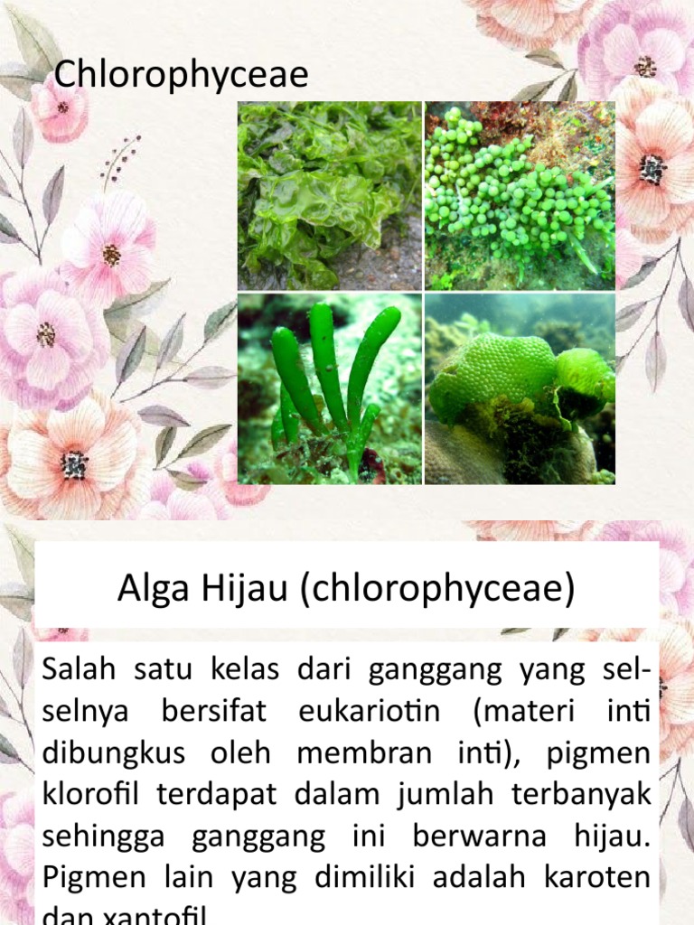Ciri dan Klasifikasi Alga Hijau | PDF