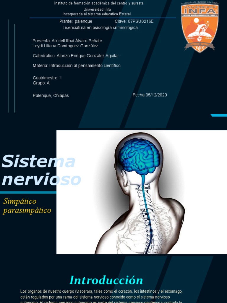 Sistema Nervioso Simpatico | PDF | Nervio | Sistema nervioso autónomo