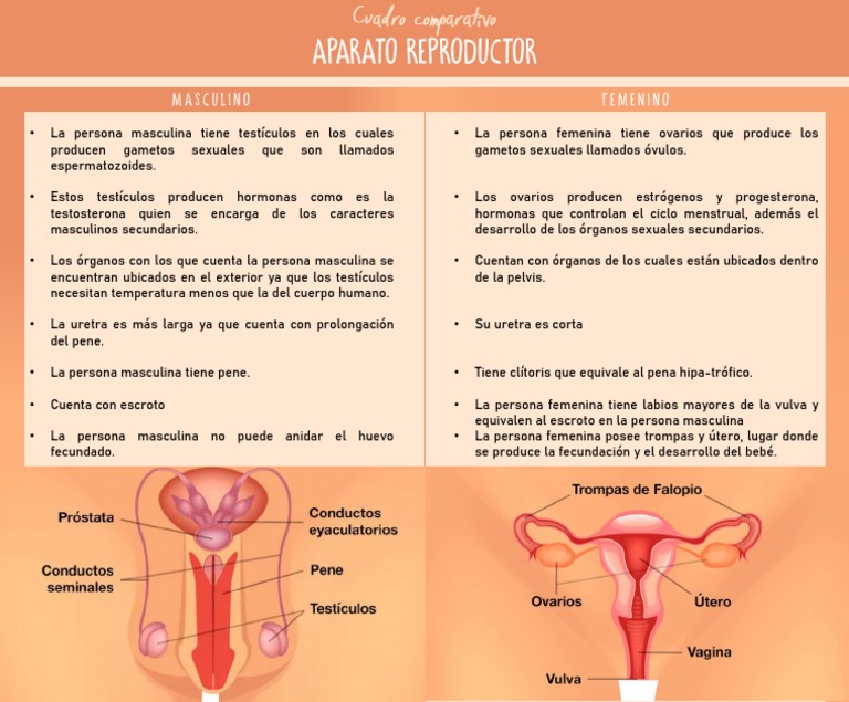 Aparato Reproductor Femenino Y Masculino