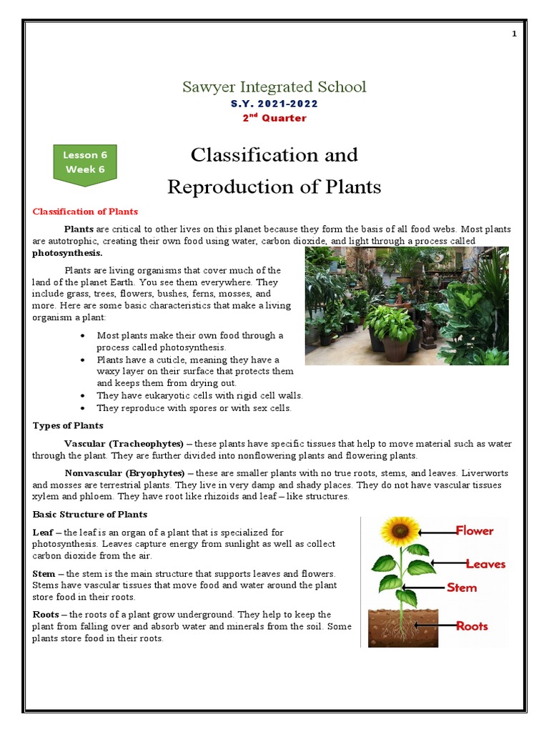 Plant Reproduction for Grade 6 | PDF | Flowers | Seed