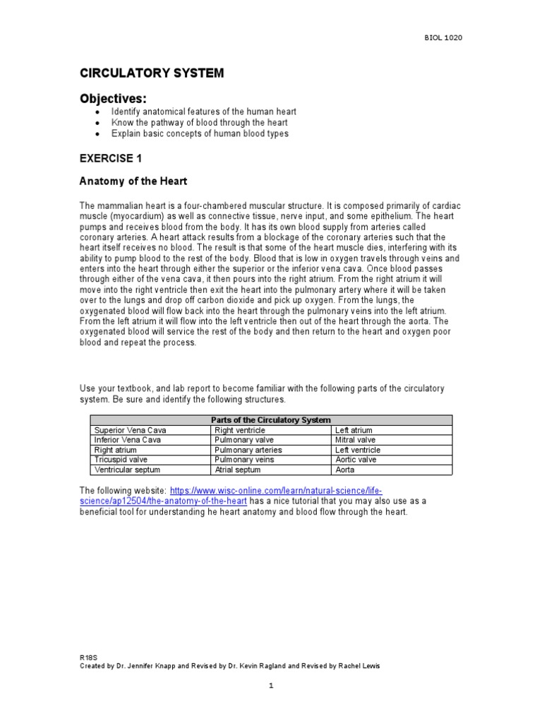 Circulatory System Lab Report 38 | PDF | Heart Valve | Heart