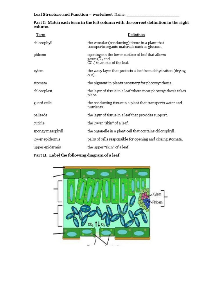 Leaf Structure and Function Worksheet 2 | PDF | Social Science