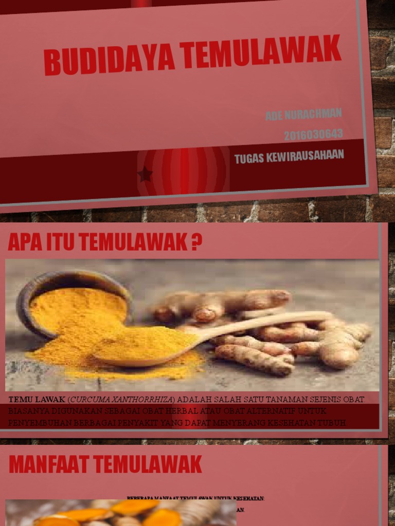 Budidaya Temulawak | PDF