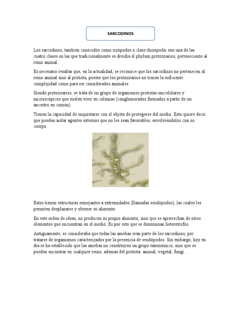 Los Sarcodinos | PDF | Protozoos | Biología Celular