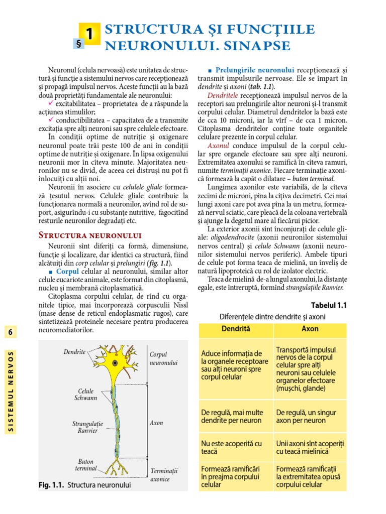 Structura Si Functiile Neuronului - Sinapse | PDF