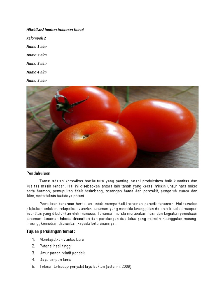 Persilangan Buatan Tanaman Tomat | PDF