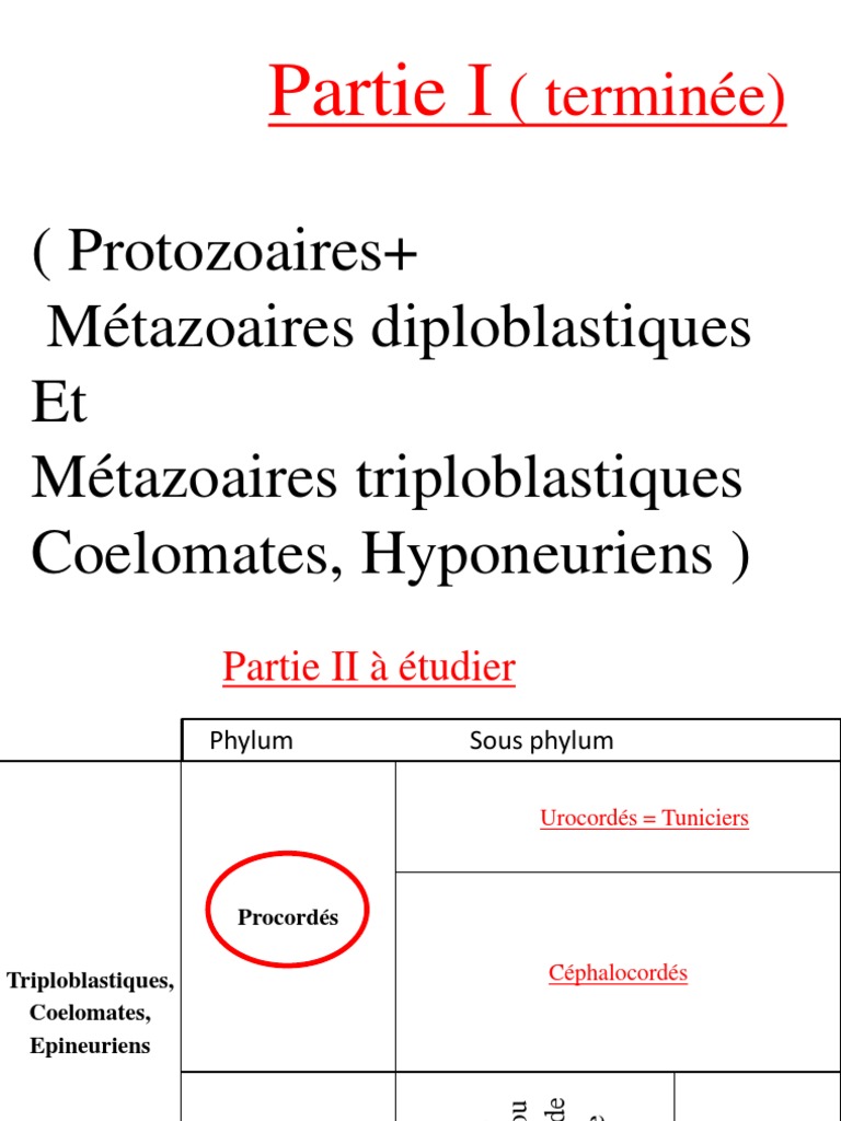 Classification des Métazoaires Triploblastiques | PDF | Chordata | Biologie