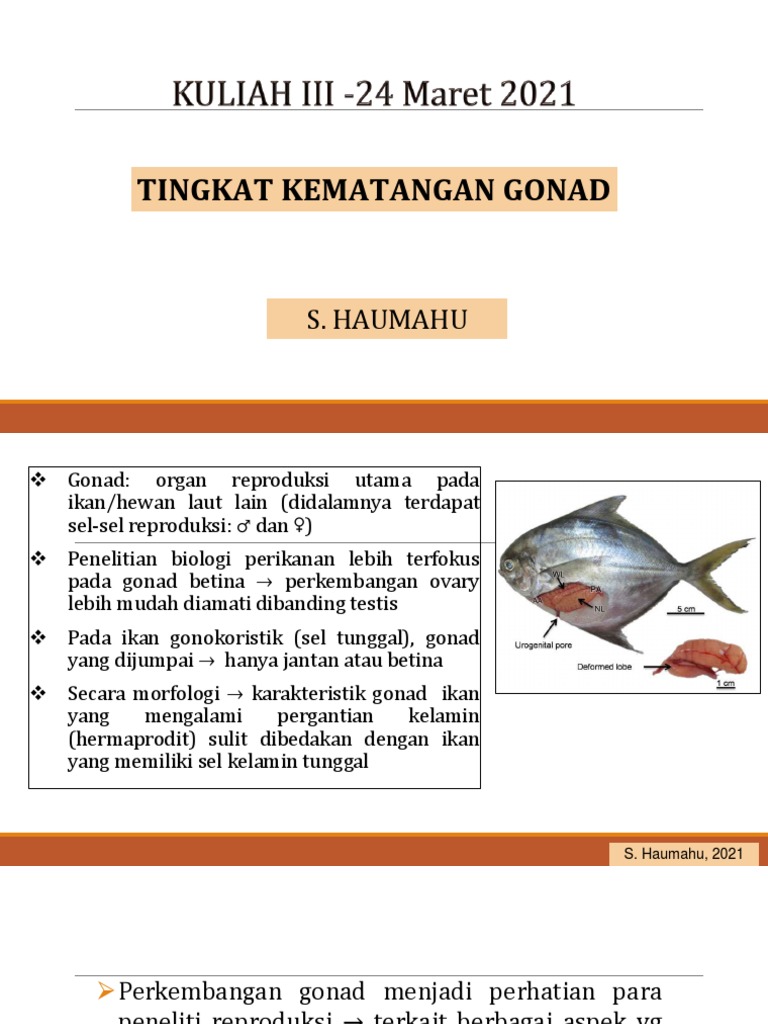 Analisis Tingkat Kematangan Gonad Ikan | PDF