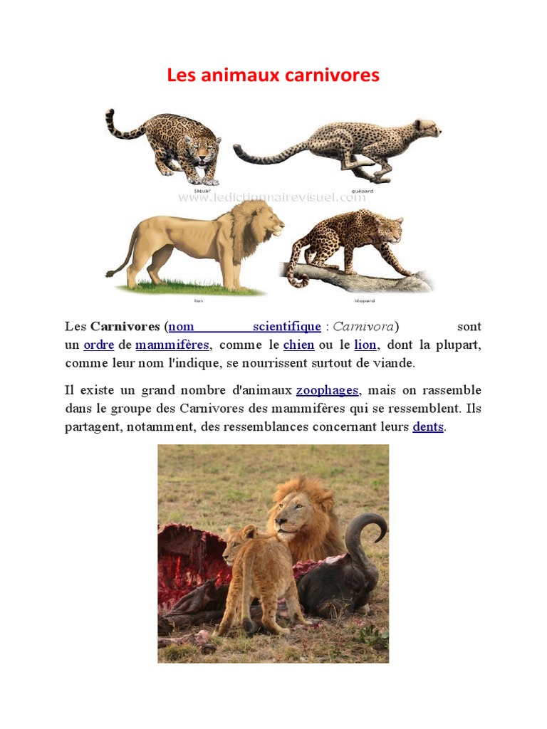 Animaux carnivores : caractéristiques et modes de vie | PDF | Herbivore ...