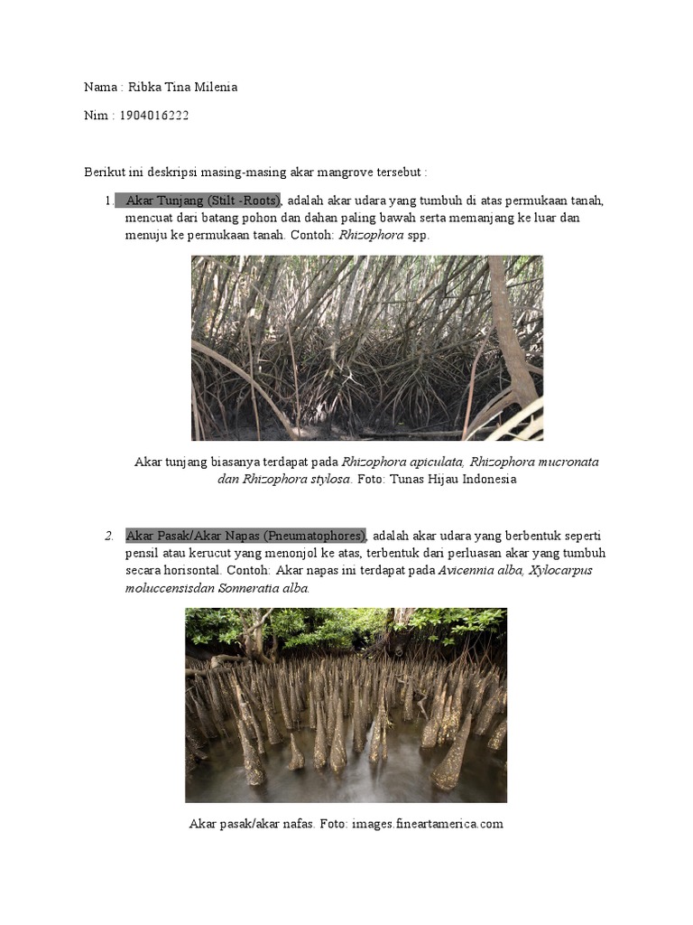 Jenis-Jenis Akar Mangrove dan Fungsinya | PDF
