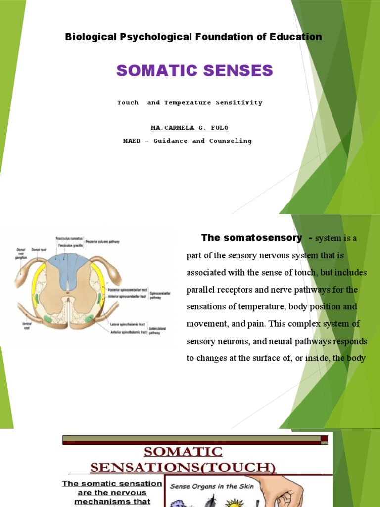 Somatic Senses | PDF | Somatosensory System | Senses