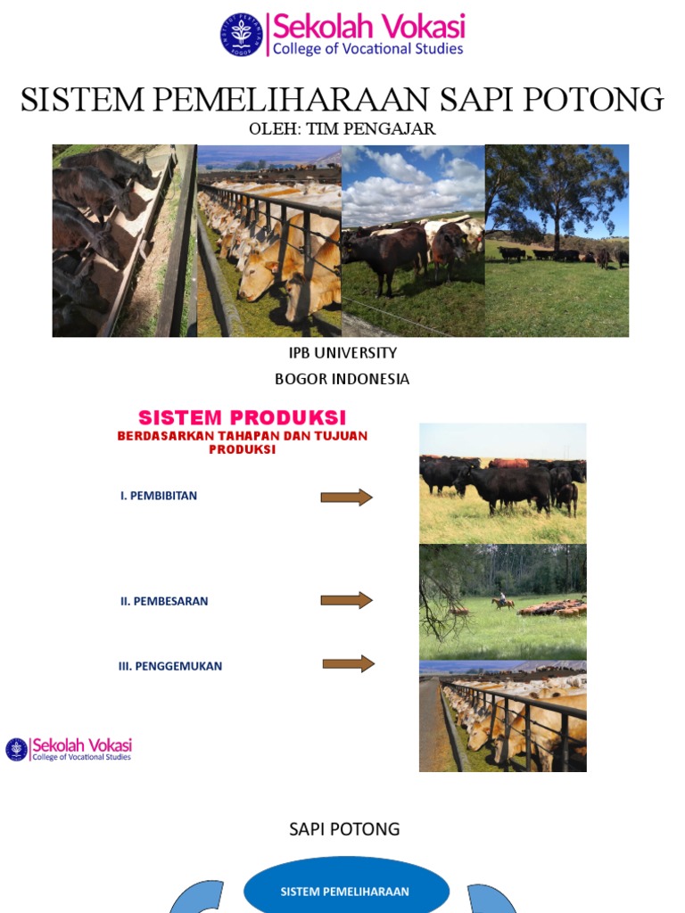 Sistem Pemeliharaan Sapi Potong | PDF