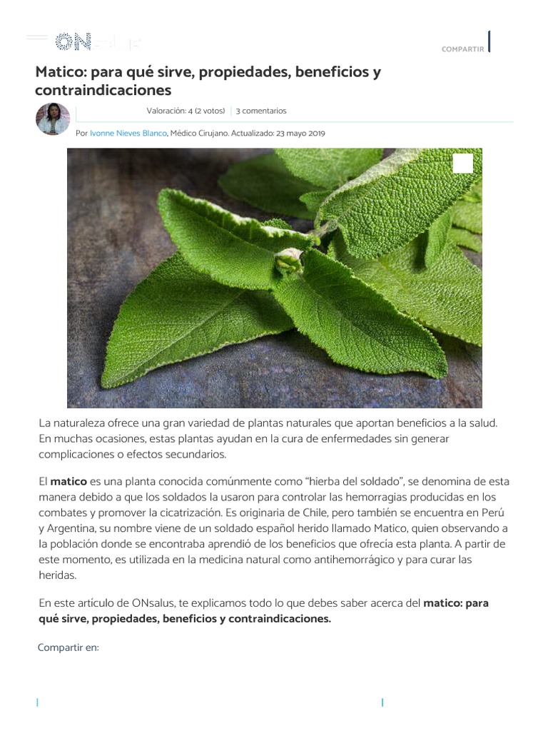 MATICO - para Qué Sirve, Propiedades, Beneficios y Contraindicaciones Artículo | PDF | Té | Medicina