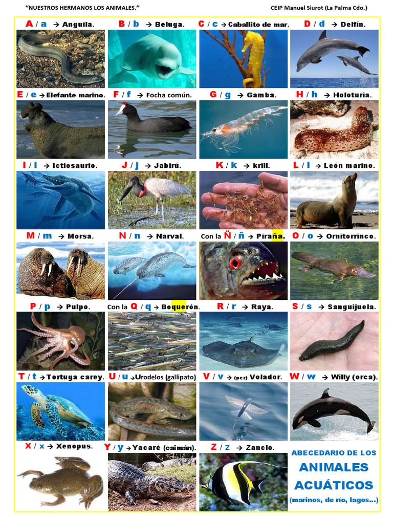 09 Abecedario Animales Acuaticos | PDF