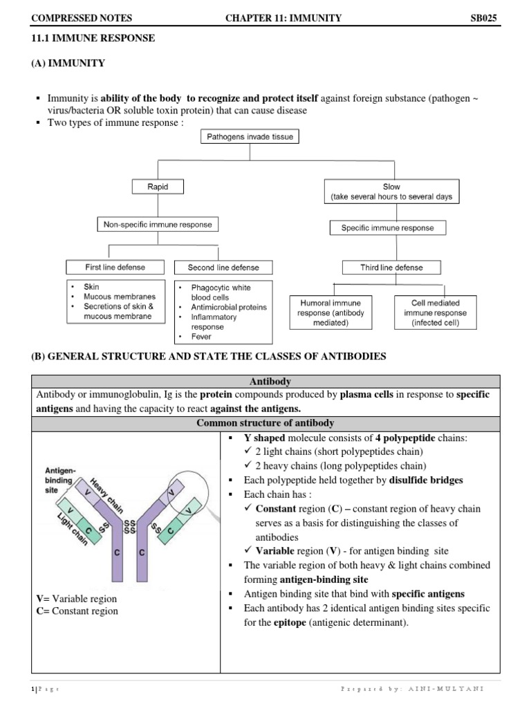 11 Compressed Notes Immunity | PDF | Antibody | Immune System